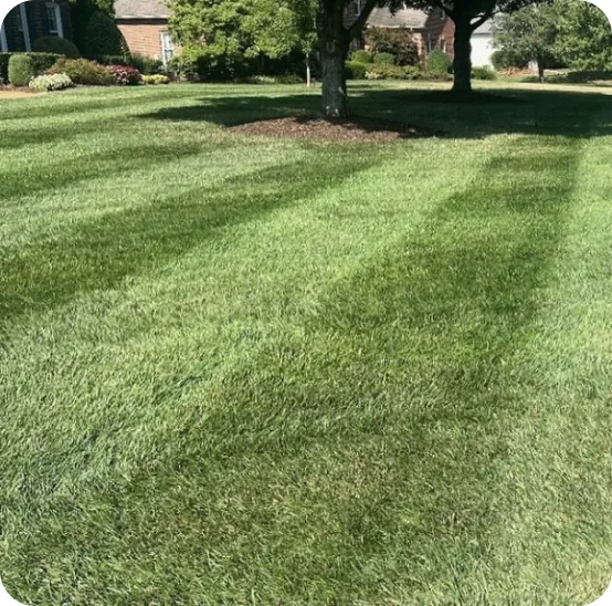 Lawn Care Services We Provide - Pure Turf LLC