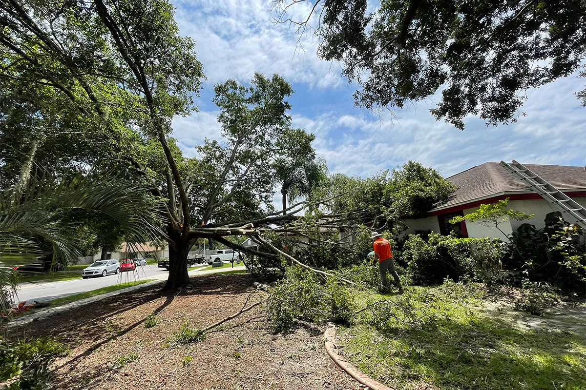 Professional Tree Service in Orlando, FL | Magic Tree Service