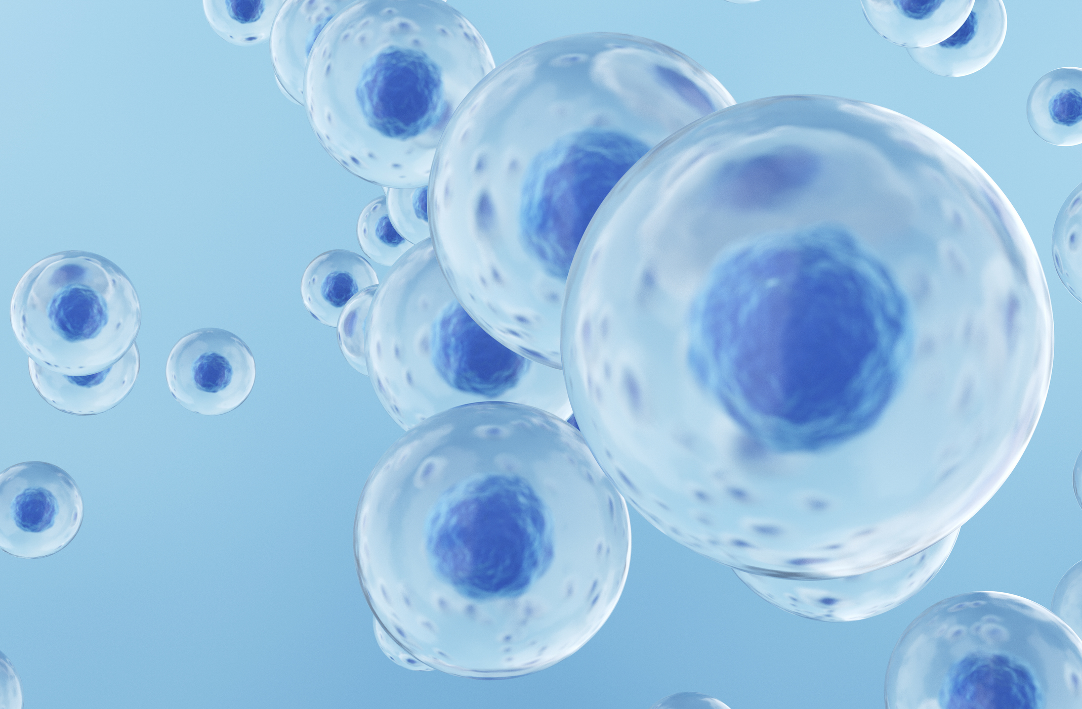 what-is-a-blastocyst-transfer