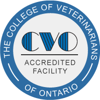 A new kind of Toronto vet clinic | Juno Veterinary