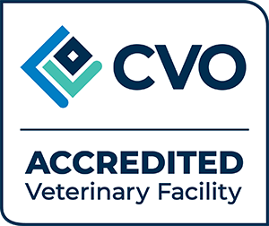 A new kind of vet clinic | Juno Veterinary
