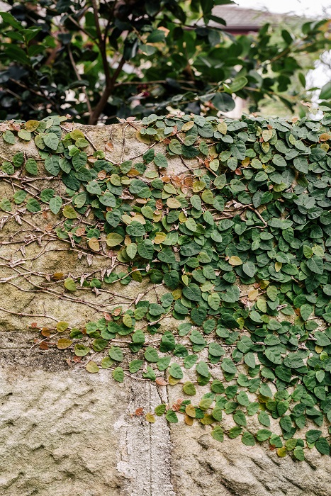 Ficus pumila - Harrisons Landscape