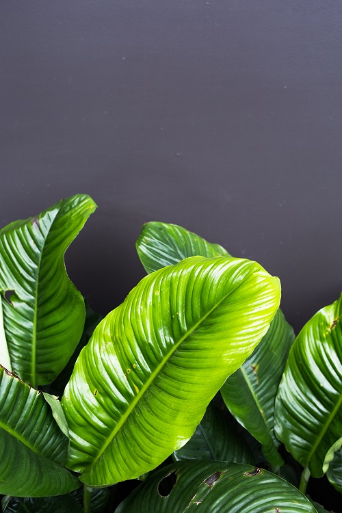 Plant of the month – Spathiphyllum - Harrisons Landscape