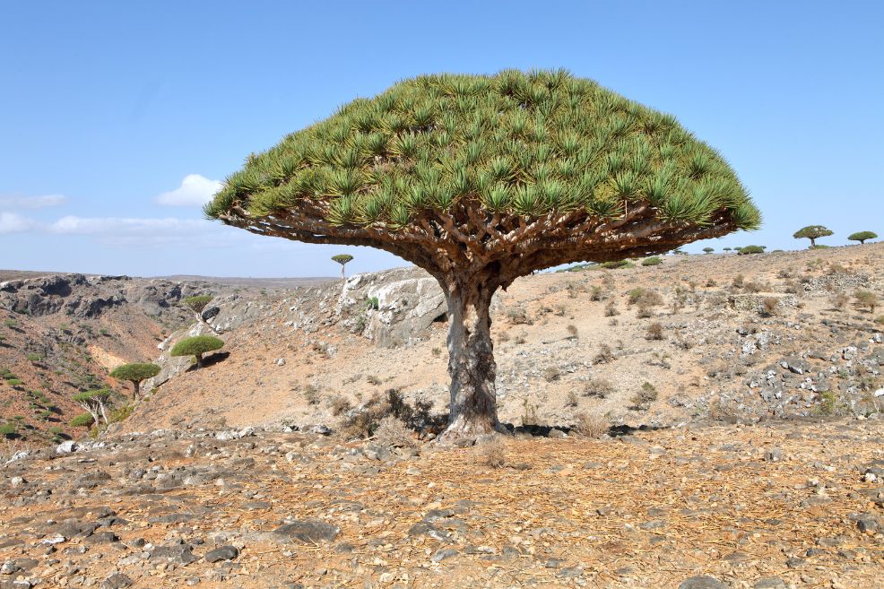 Plant Profile: Dragon Tree - Dracaena draco - Harrisons Landscape