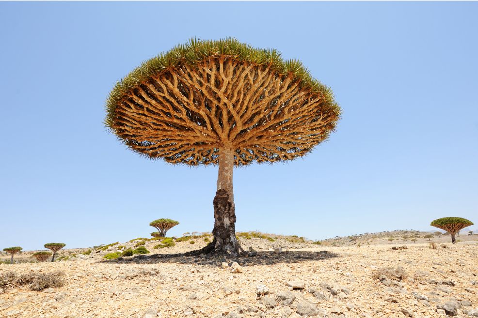 Plant Profile: Dragon Tree - Dracaena draco - Harrisons Landscape