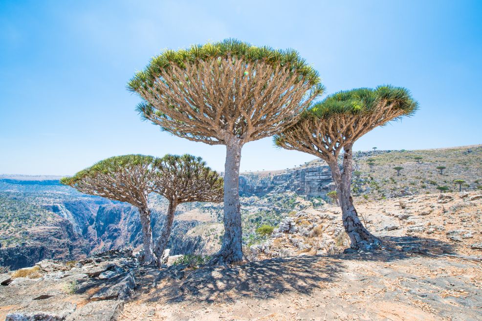 Plant Profile: Dragon Tree - Dracaena draco - Harrisons Landscape
