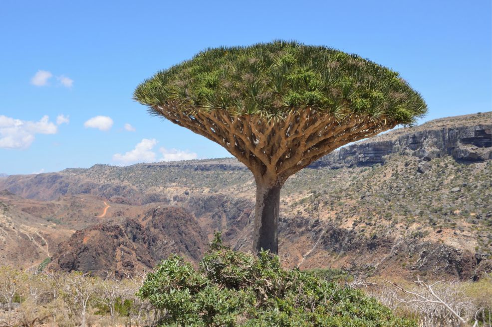 Plant Profile: Dragon Tree - Dracaena draco - Harrisons Landscape