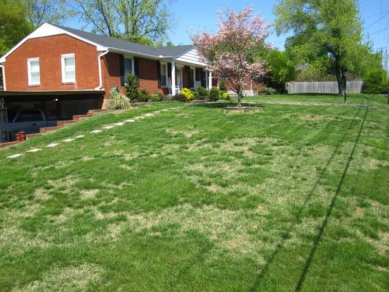 Before & After Gallery - Pure Turf LLC