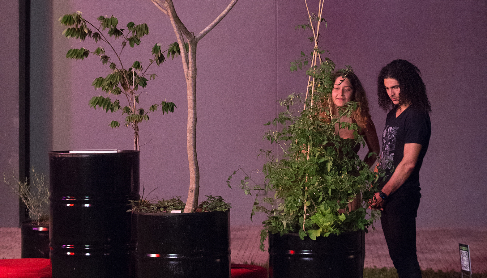 MOCA Makers: Growing Native Plants: Victory Garden-inspired Workshop ...