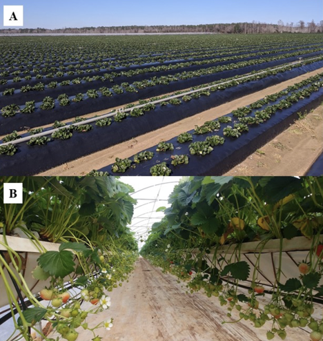 Soil-less Substrate Research in North Carolina