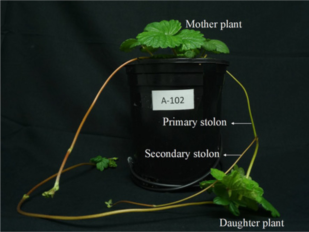 Timing of Stolon Removal Alters Daughter Plant Production and Quality ...