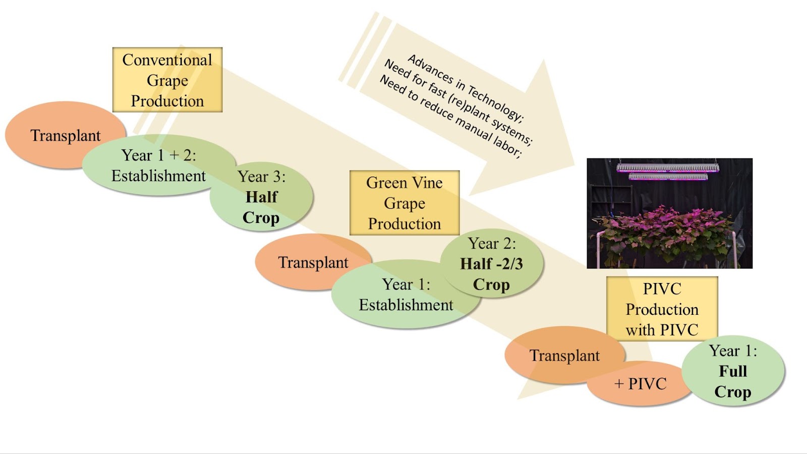 An Unlikely Match: Viticulture Meets Controlled Environment Agriculture ...