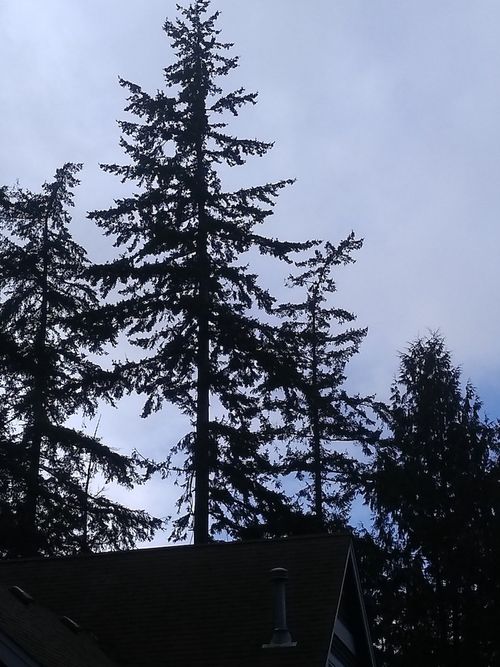 Scare Tactics and Laminated Root Rot