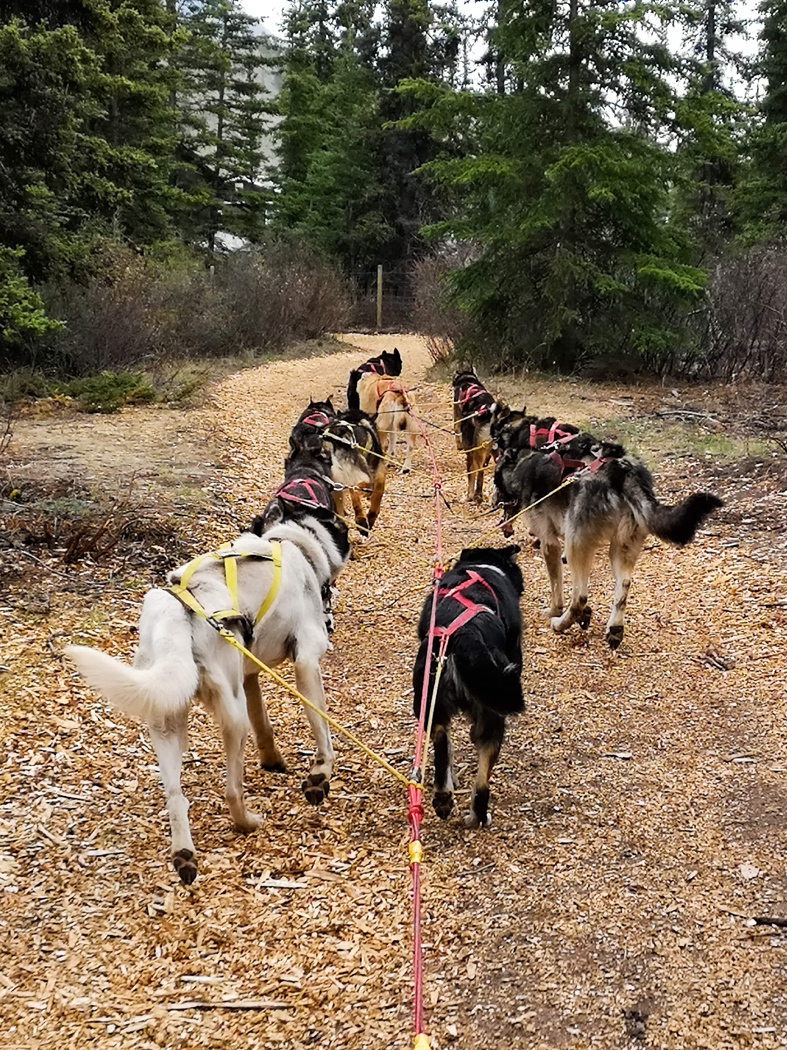 Dog Cart Rides | Wild Adventure Yukon