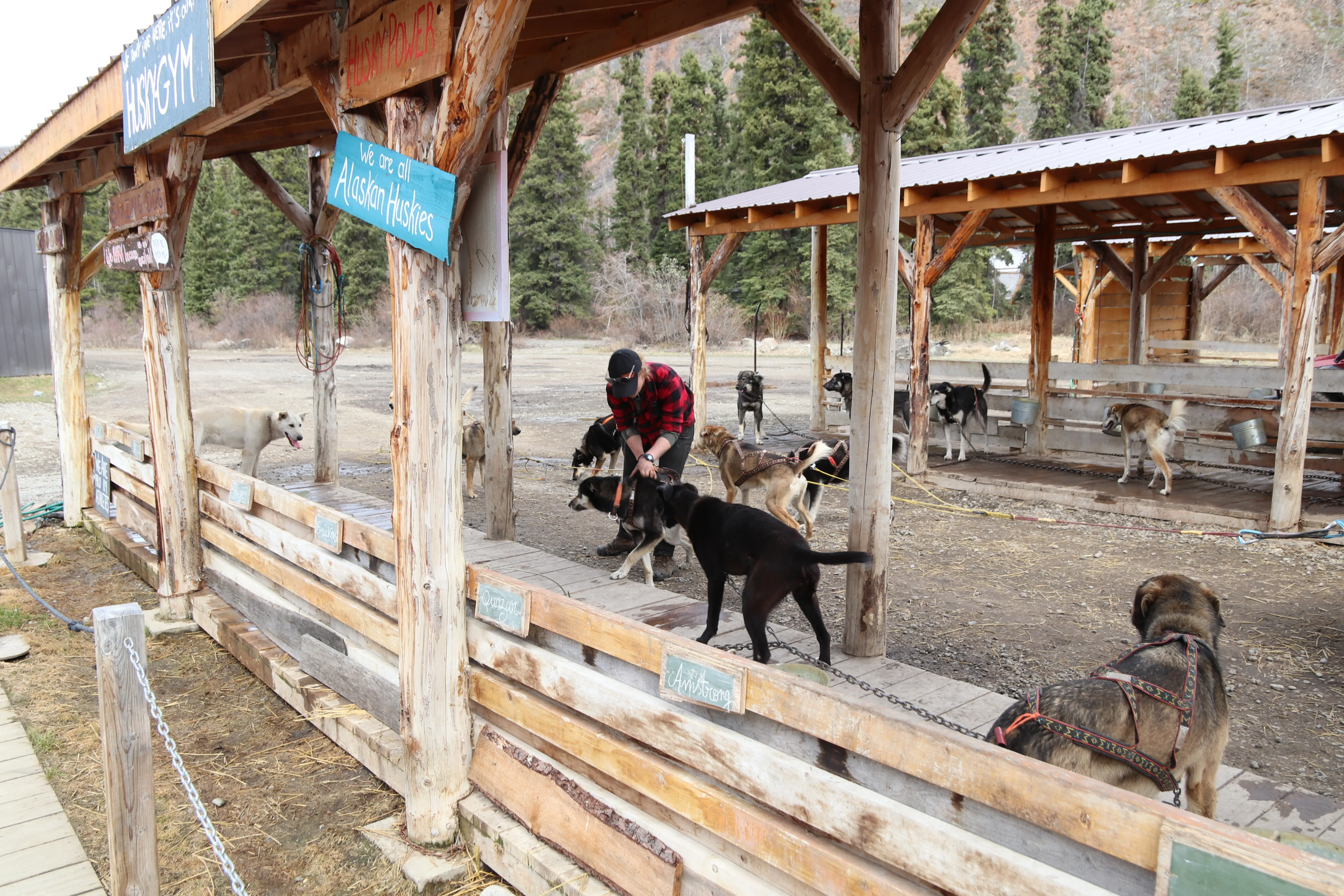 Dog Cart Rides | Wild Adventure Yukon