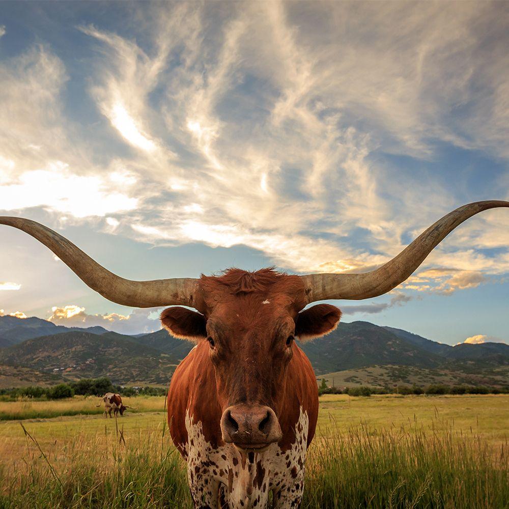 Insurance In Texas And What You Need To Know News And Advice insurance-in-texas-and-what-you-need-to-know-news-and-advice