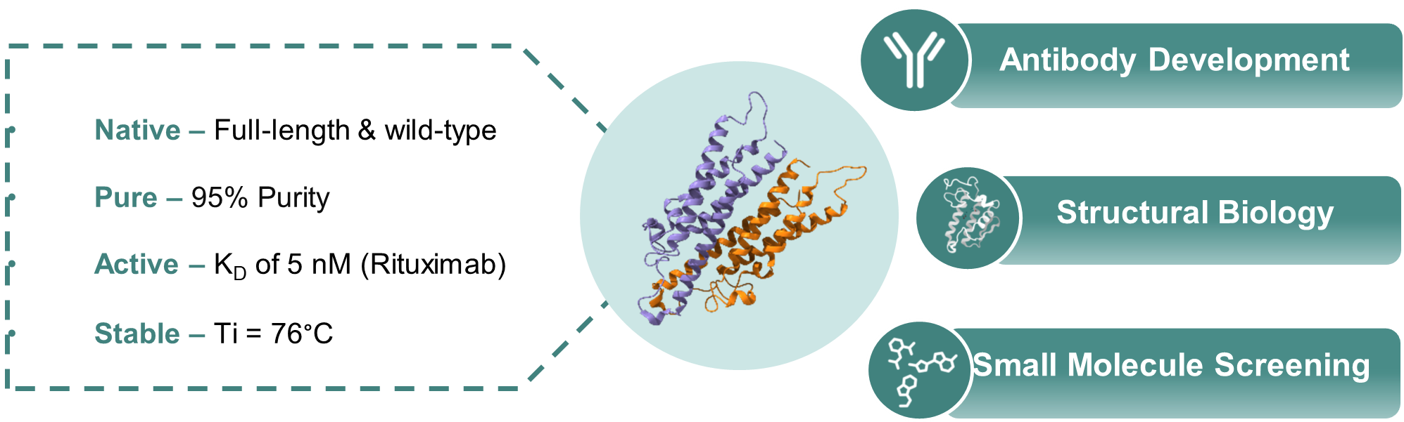 New Pure & Active CD20 protein for Drug Discovery! | Eurofins Calixar