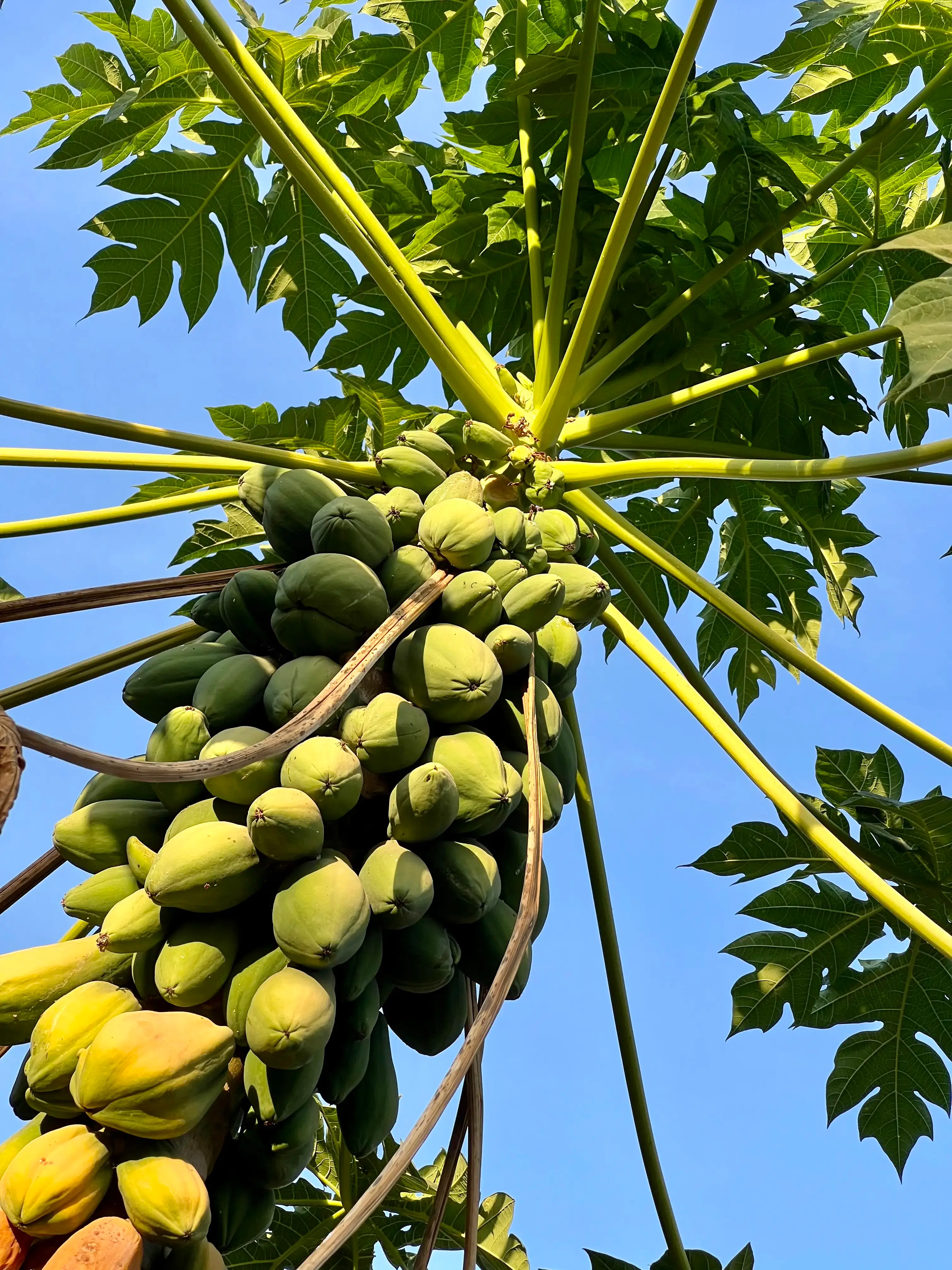 Mother Trees | Life. Prosperity. Legacy.