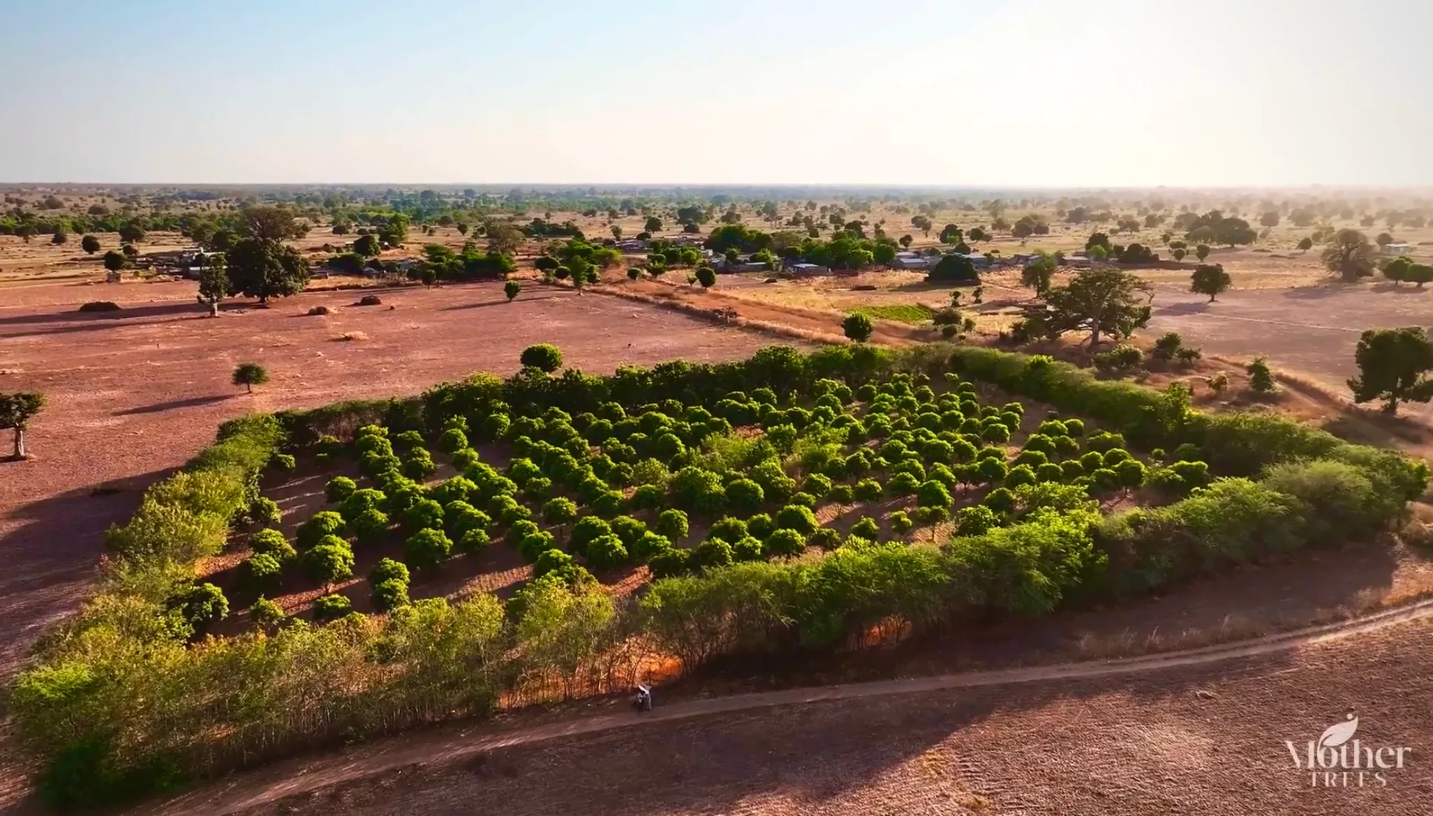 Mother Trees | Life. Prosperity. Legacy.