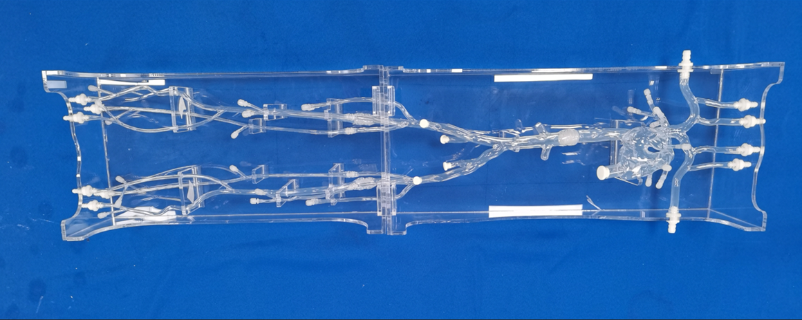 Venous Vascular System Model
