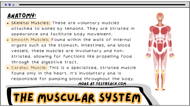(FREE) TEAS 7 Test Study Guides & Cheat Sheets