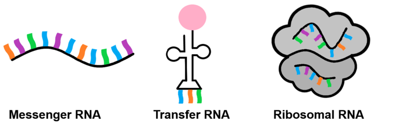 Strategy Study: The Moderna Growth Study