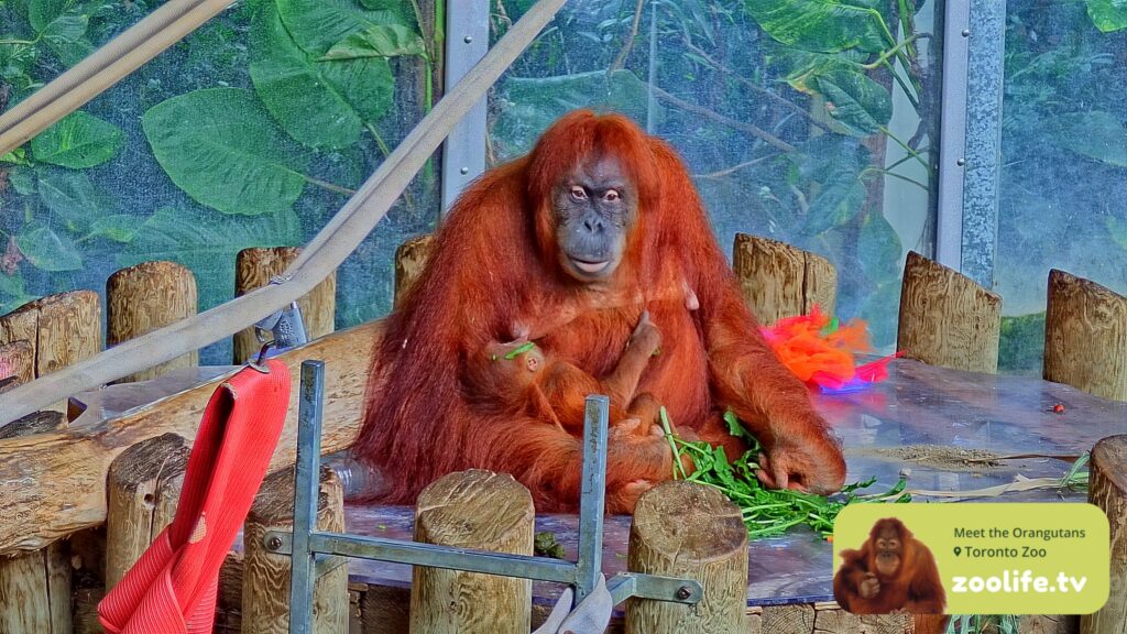 The arboreal life of Orangutans