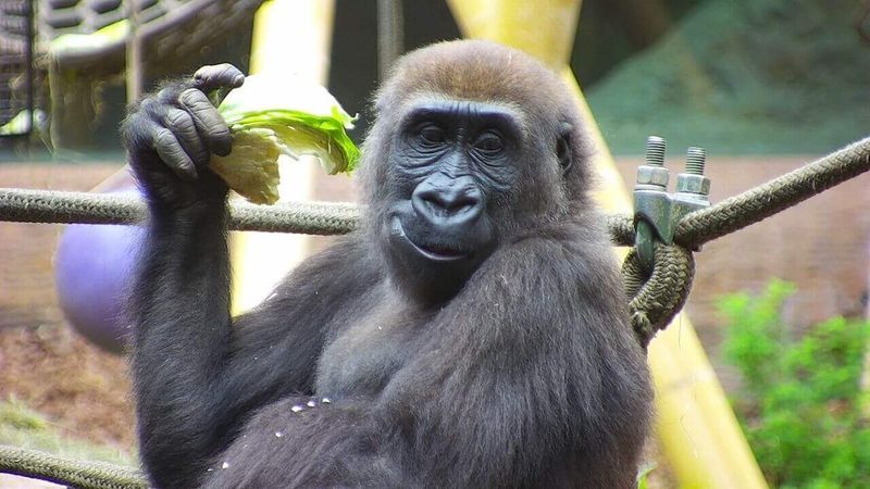 zoolife | The world's first live and interactive online zoo.