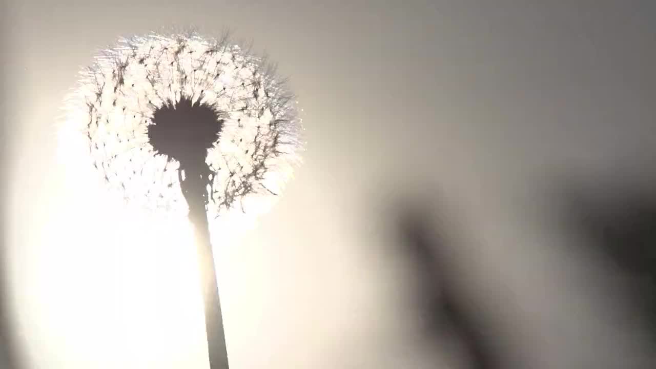 Human Reproduction in Space I SpaceBorn United