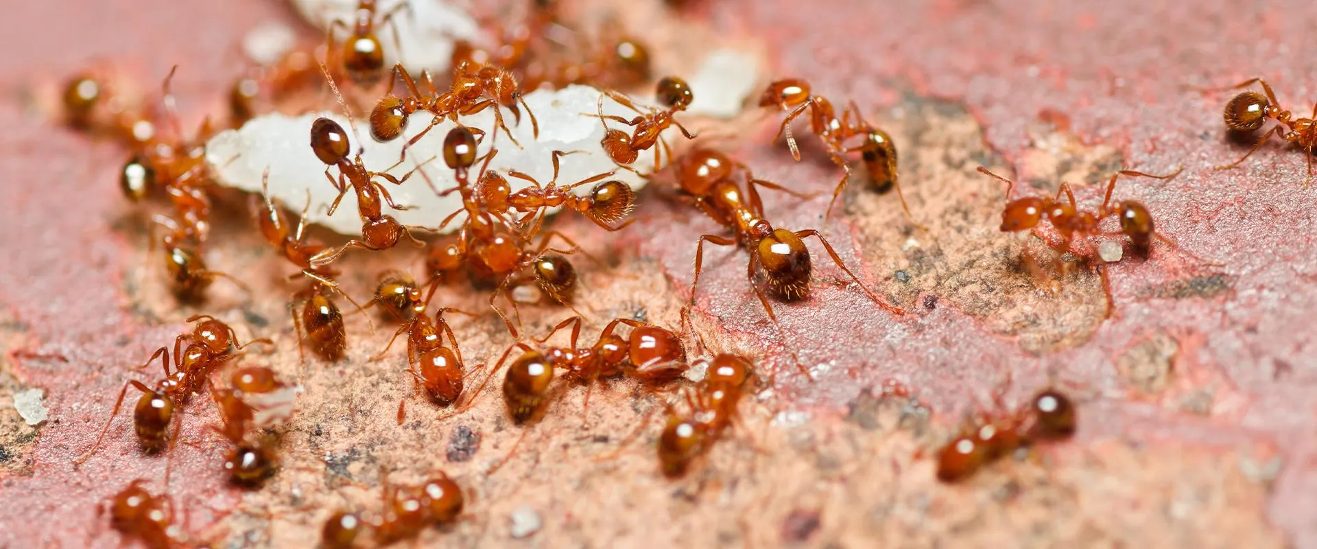 Ants | A Guide To Common Pest Identification In Las Vegas
