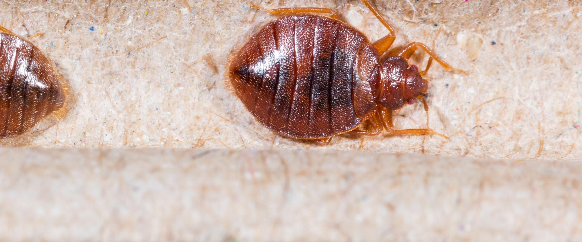 Bed Bugs | A Guide To Common Pest Identification In Las Vegas