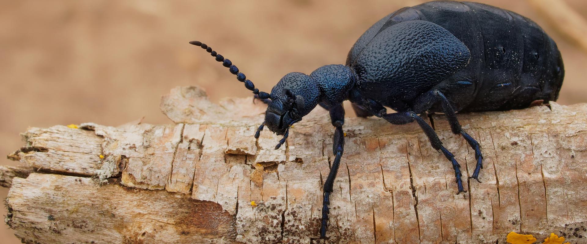 Beetles | A Guide To Common Pest Identification In Las Vegas