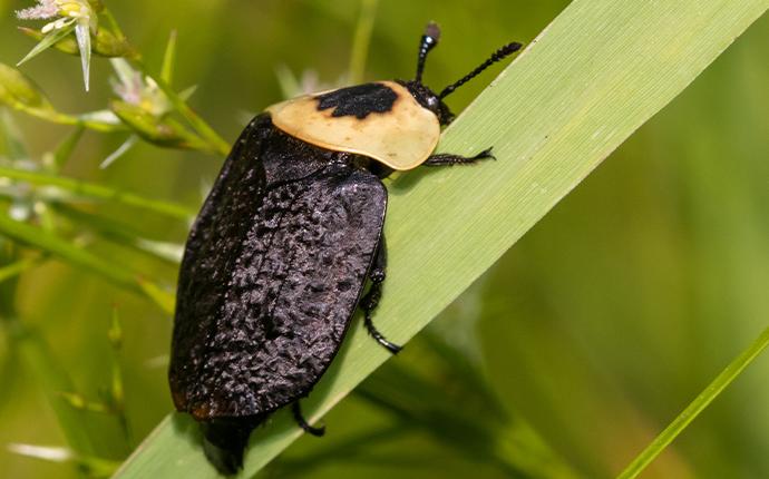 Beetles | A Guide To Common Pest Identification In Las Vegas