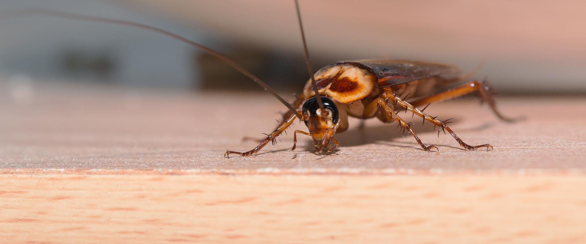 Cockroaches | A Guide To Common Pest Identification In Las Vegas