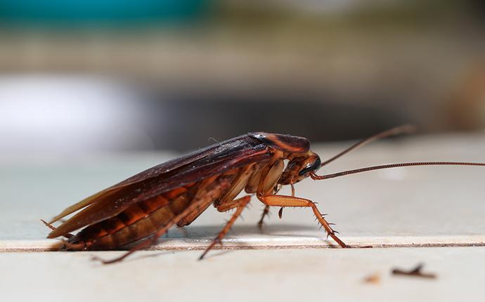 Cockroaches | A Guide To Common Pest Identification In Las Vegas