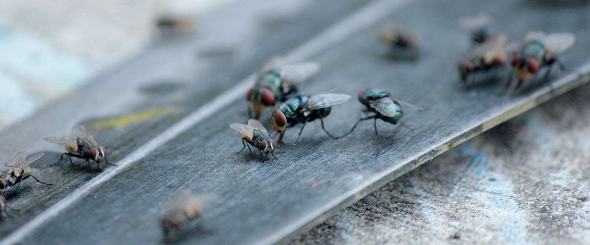 Flies | A Guide To Common Pest Identification In Las Vegas