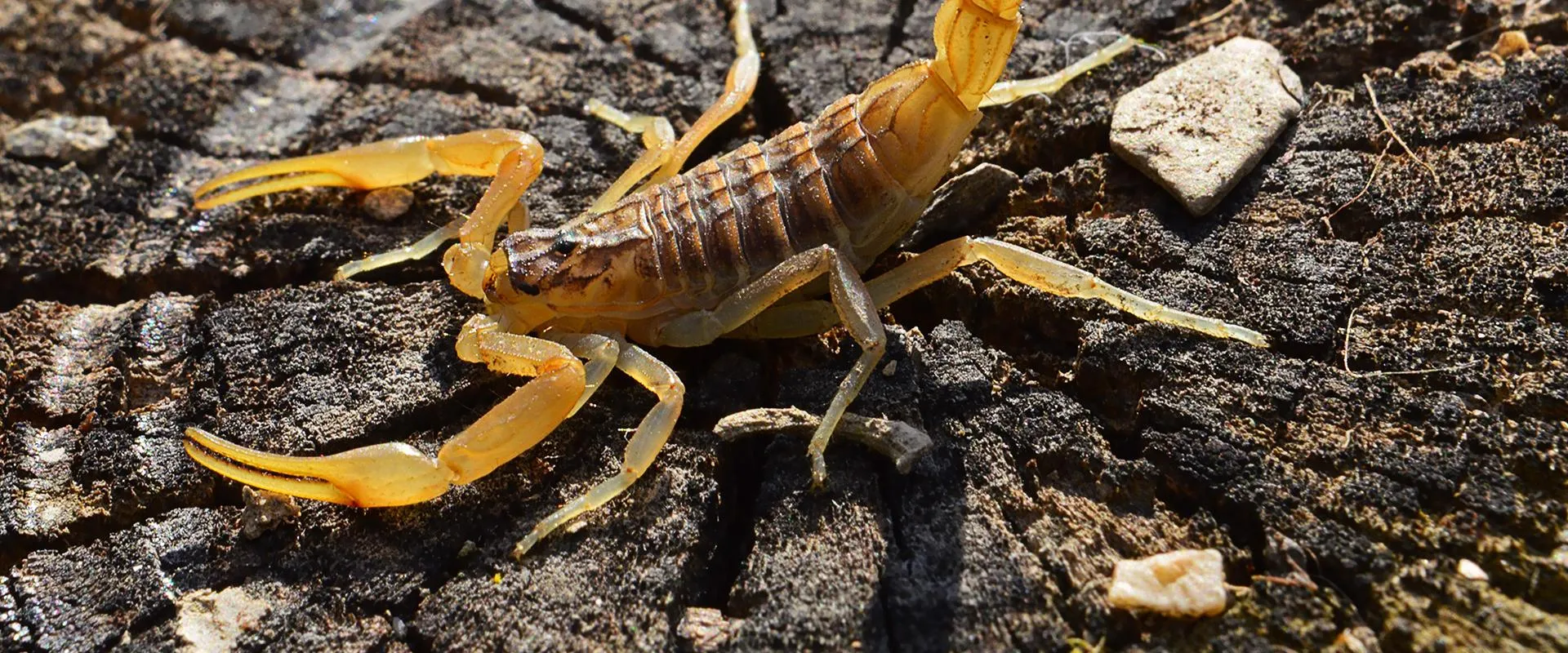 Scorpions | A Guide To Common Pest Identification In Las Vegas