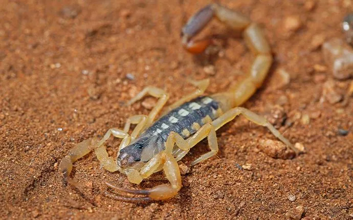Scorpions | A Guide To Common Pest Identification In Las Vegas