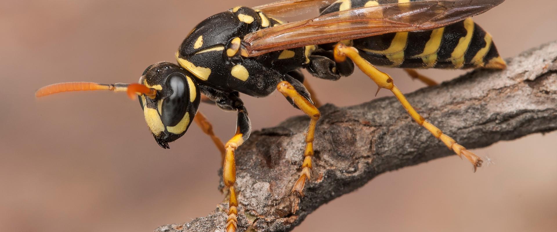 Stinging Insects | A Guide To Common Pest Identification In Las Vegas