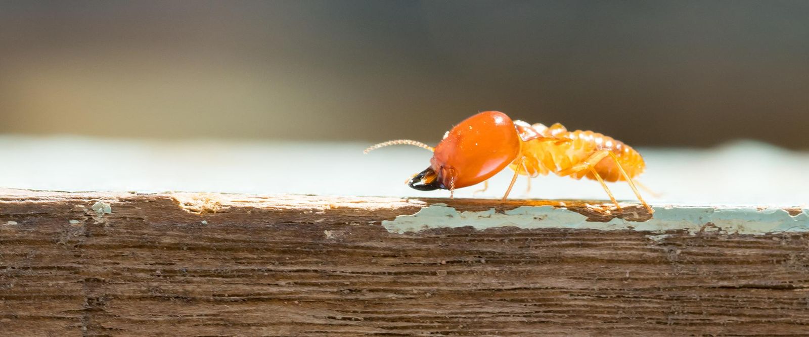 Termites | A Guide To Common Pest Identification In Las Vegas