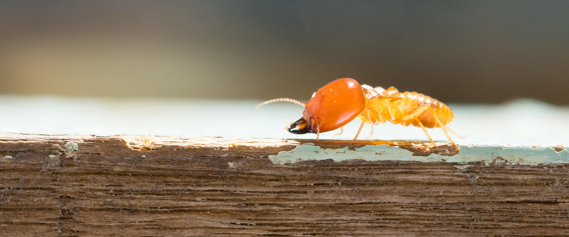 Termites | A Guide To Common Pest Identification In Las Vegas