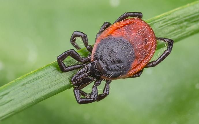Ticks | A Guide To Common Pest Identification In Las Vegas