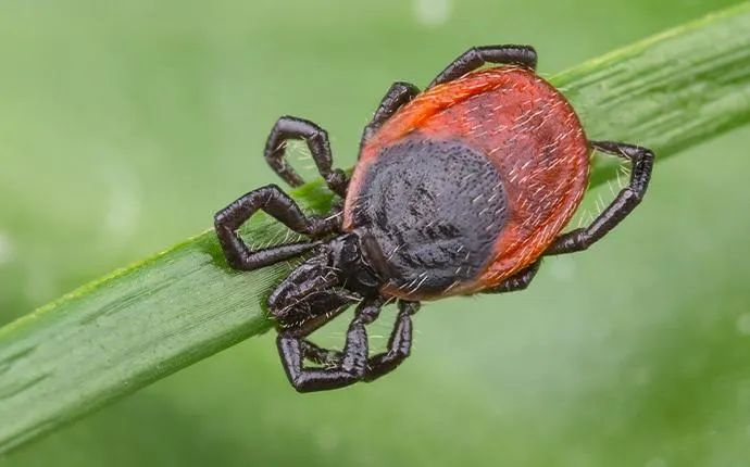 Ticks | A Guide To Common Pest Identification In Las Vegas