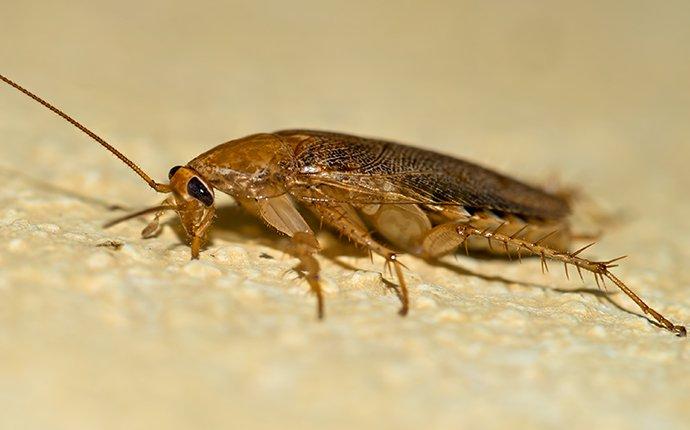 Blog- What Makes German Cockroaches In Las Vegas So Bad?
