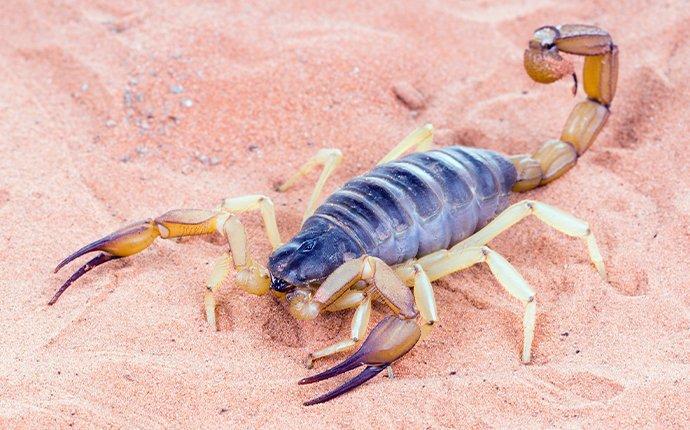 Nellis Air Force Base, NV Pest Control | Pest Control Solutions, Inc.