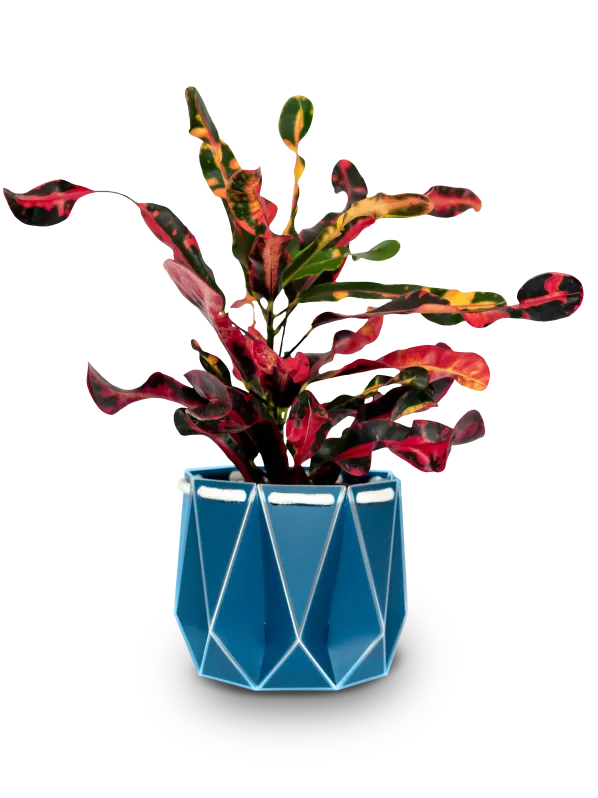 Krado | Sense your plant’s needs with leaflet