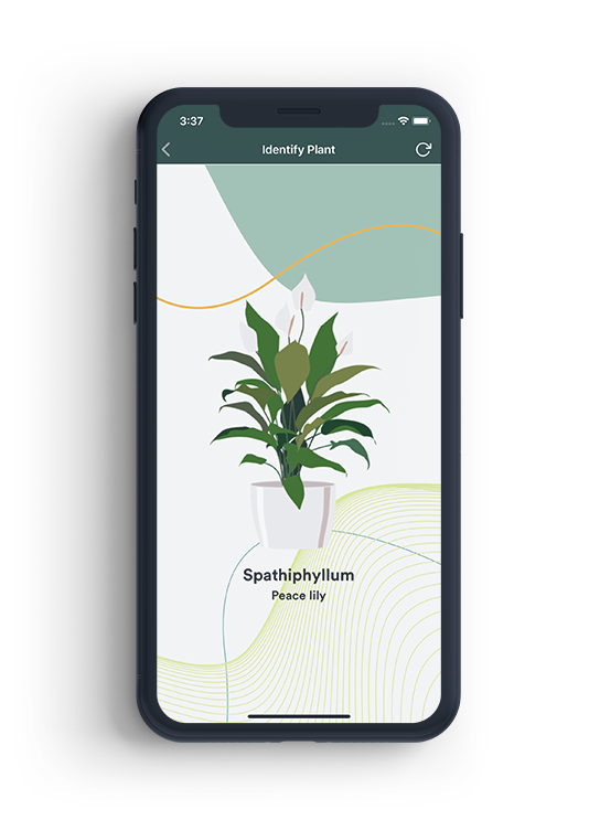 Krado | Sense your plant’s needs with leaflet