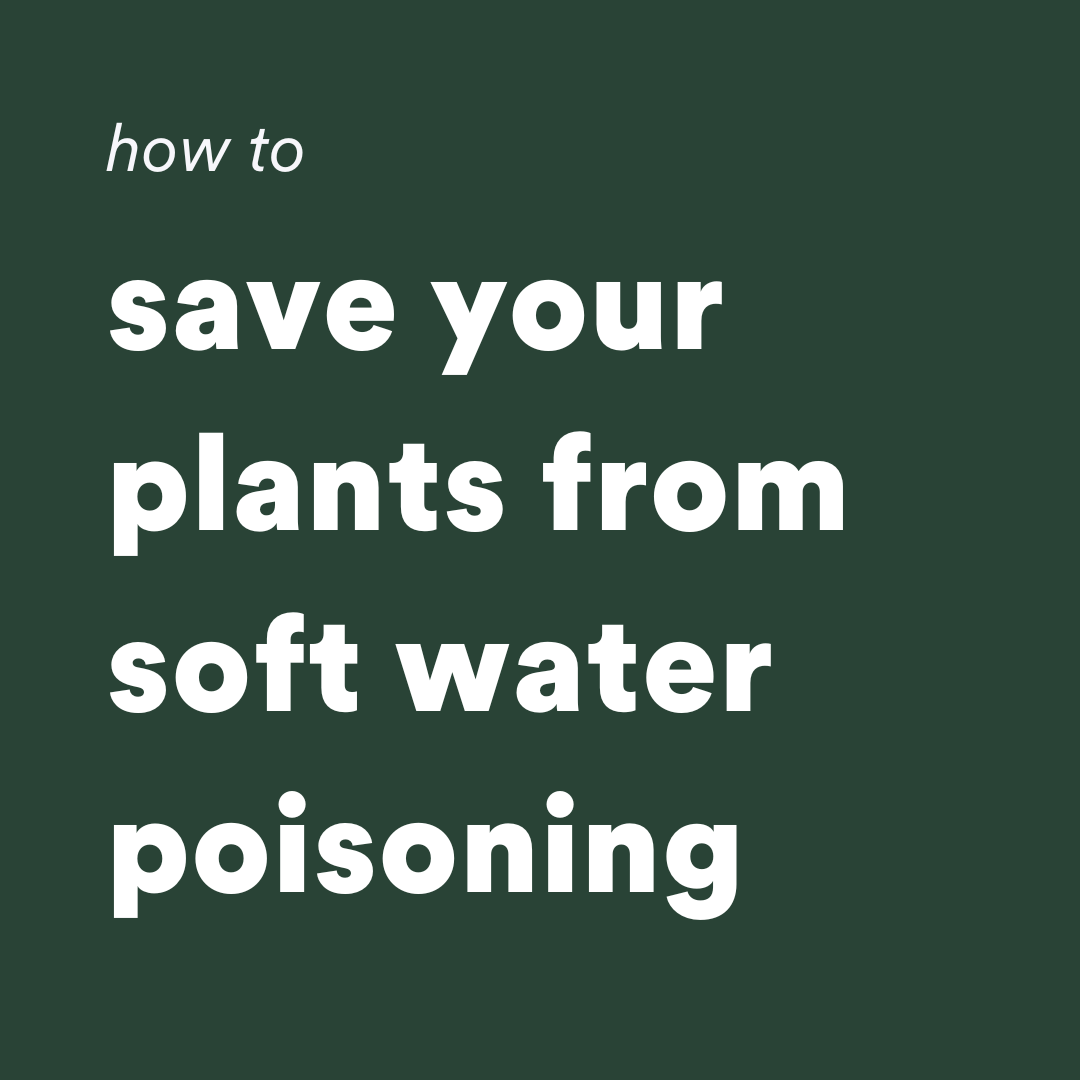 Krado | Sense your plant’s needs with leaflet