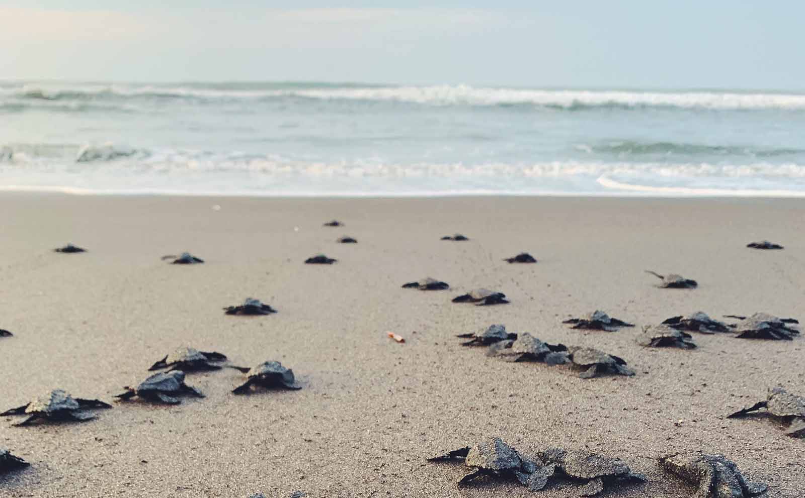 Turtle Nesting in Guanacaste