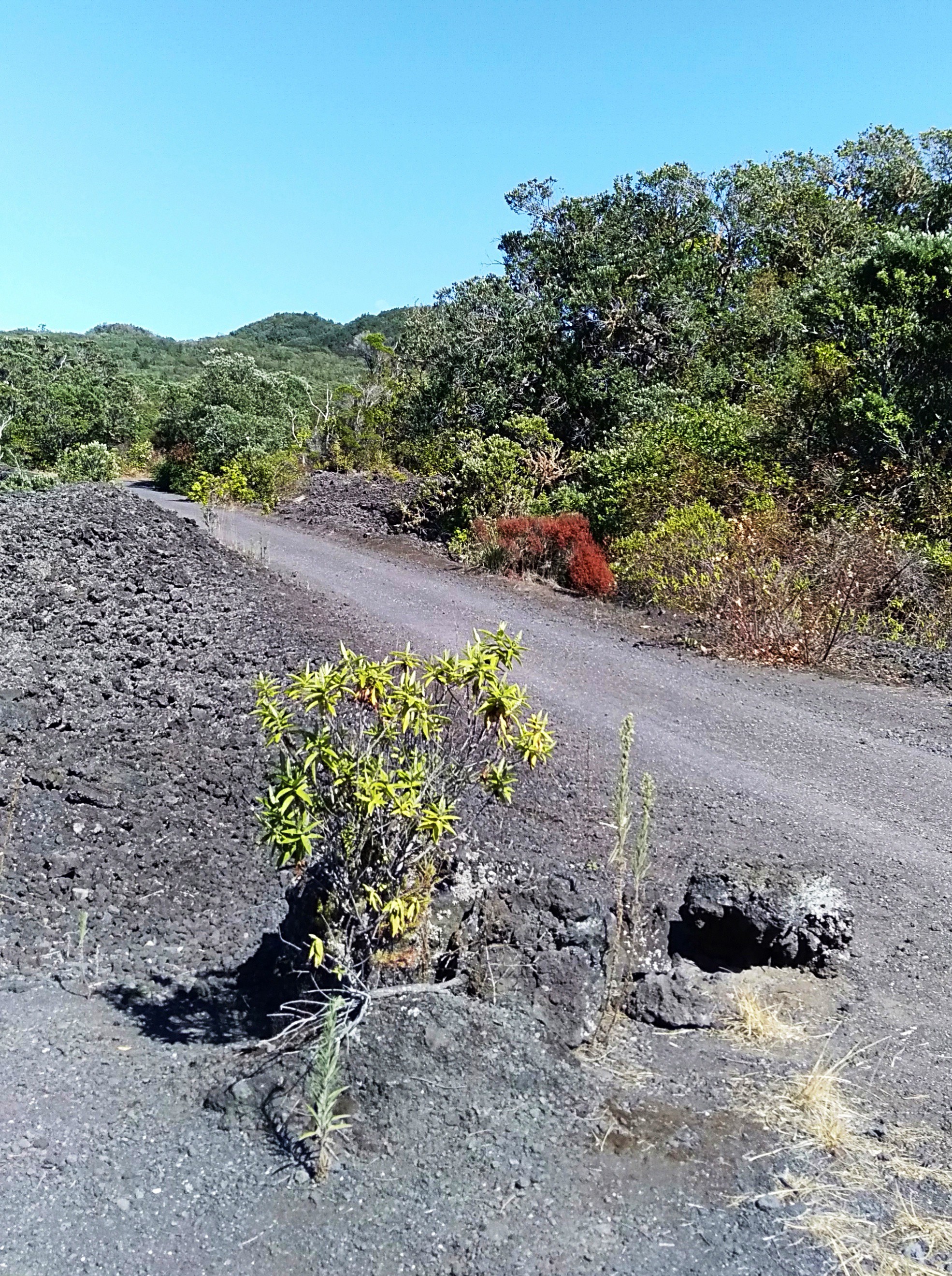 Auckland's Icon: A trip to Rangitoto, the harbour volcano - A Maverick ...